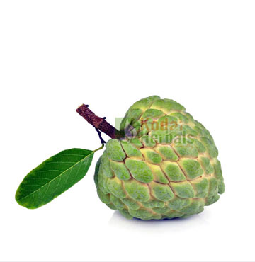 Buy Ramar seetha pazham, Soursop, Kodaikanal Fresh Farm Fruits Online