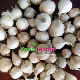 Buy Single Clove Garlic, Oru Poondu, Natural Malai Poondu, Kodaikanal ...
