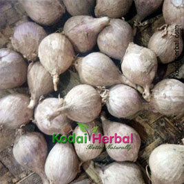 Buy Single Clove Garlic, Oru Poondu, Natural Malai Poondu, Kodaikanal ...